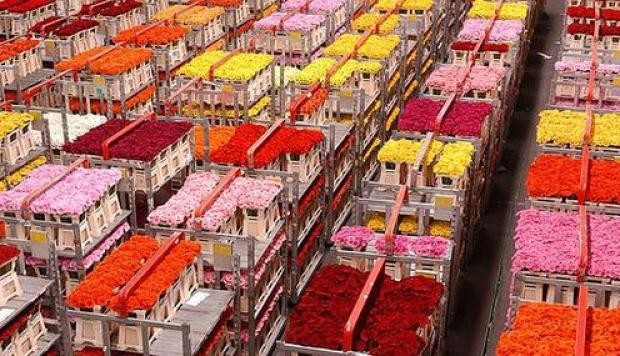 Los Envíos De Flores Tuvieron Una Variación Positiva De 12 Los